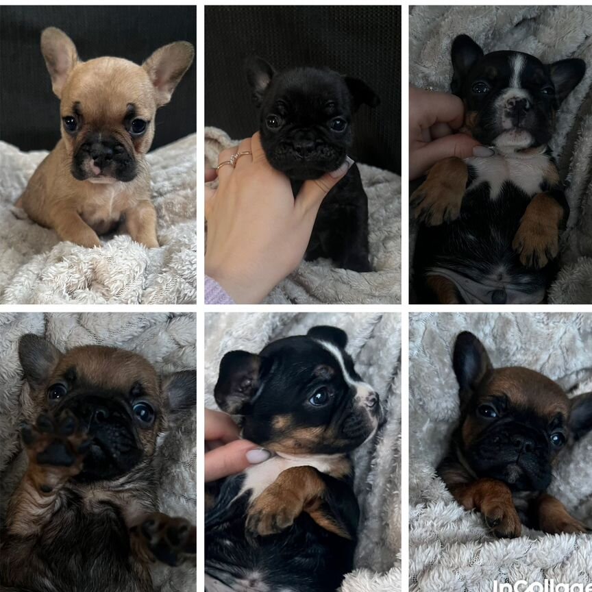 Французский бульдог, щенок