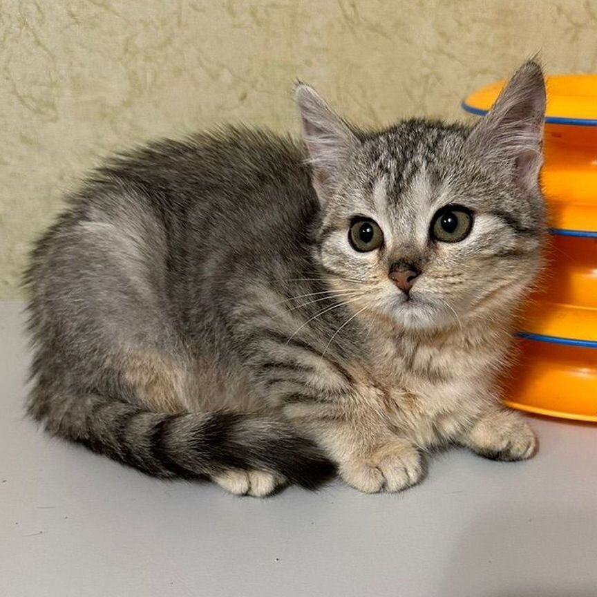 Котенок девочка в добрые руки