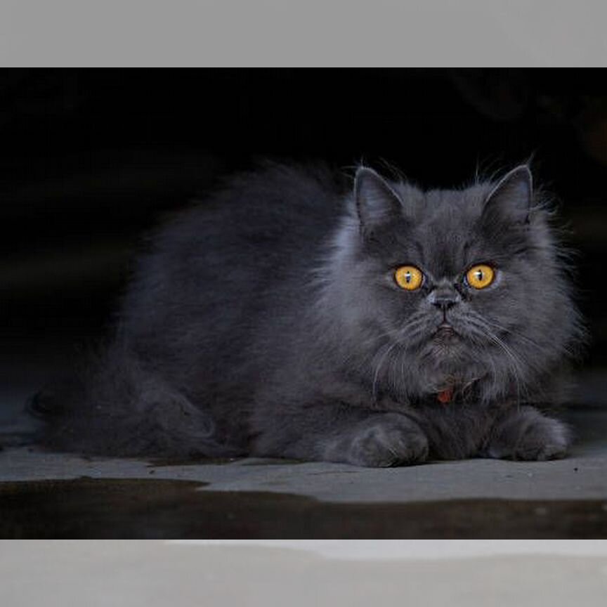 Персидская, взрослая кошка