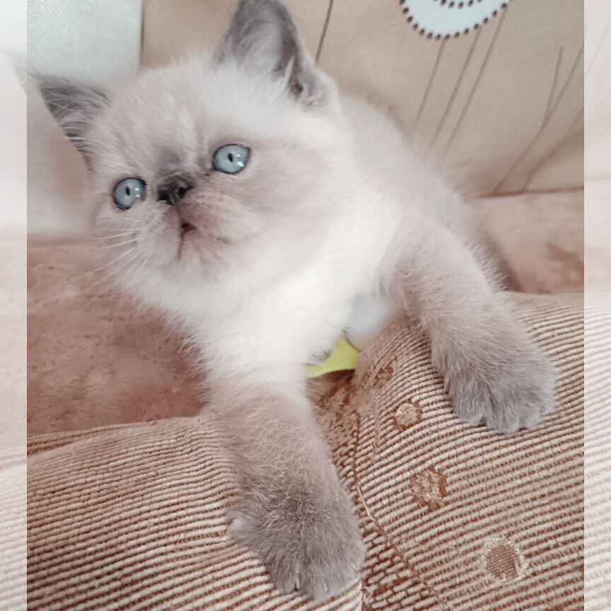 Экзотический короткошёрстный котёнок