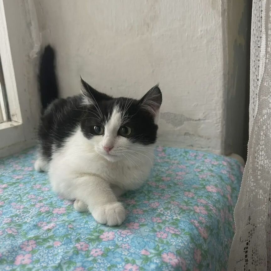 Котёнок в добрые руки