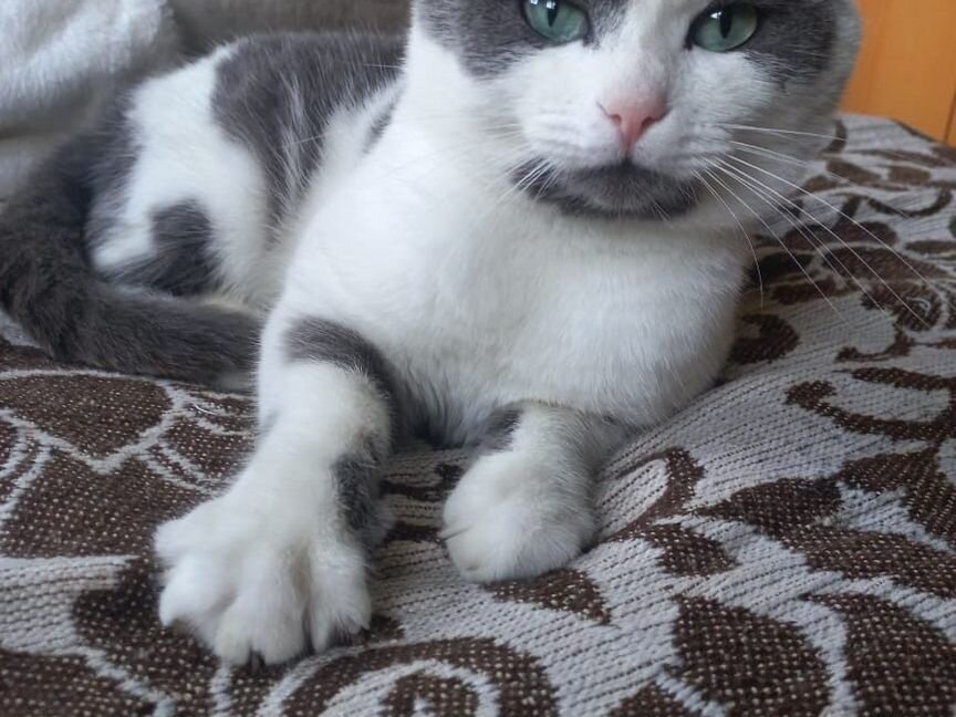 Котик из СНТ пропадет