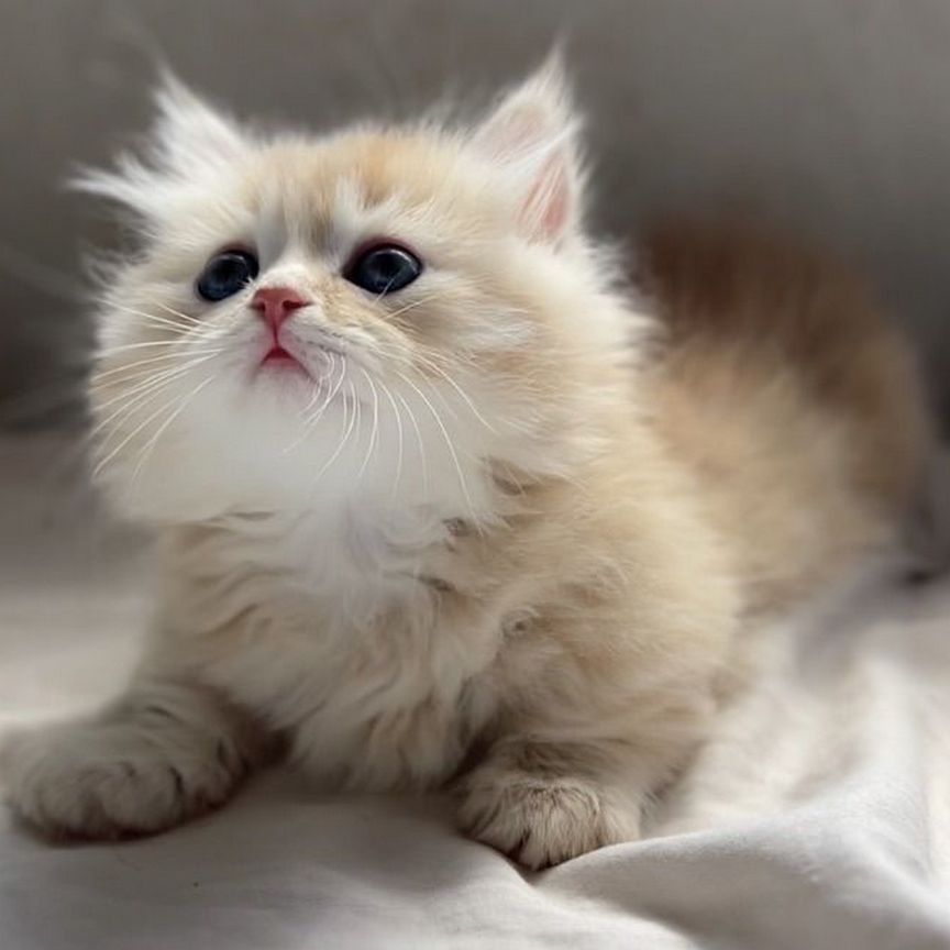 Манчкин котёнок