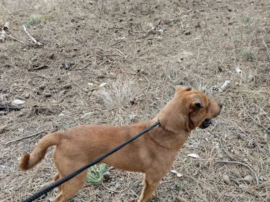 Собака в добрые руки отдам бесплатно