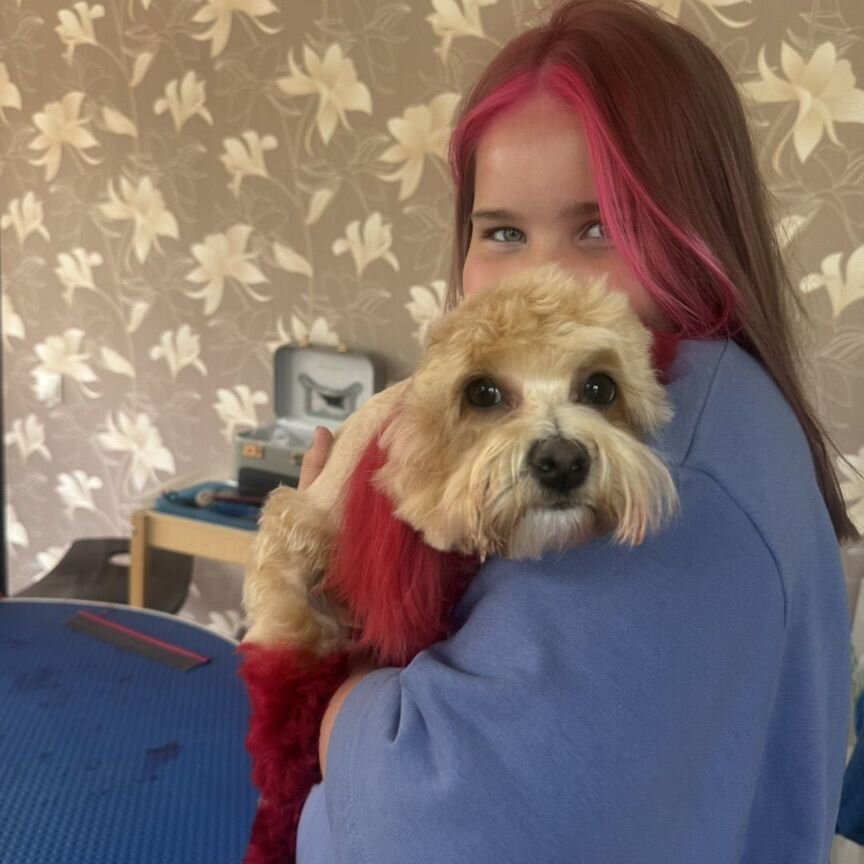 Молли мальтипу годик в добрве ручки