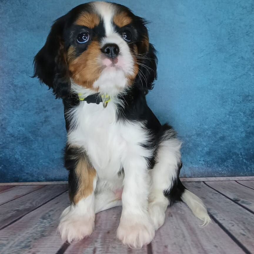 Щенок мальчик Кавалер Кинг Чарльз спаниель РКФ