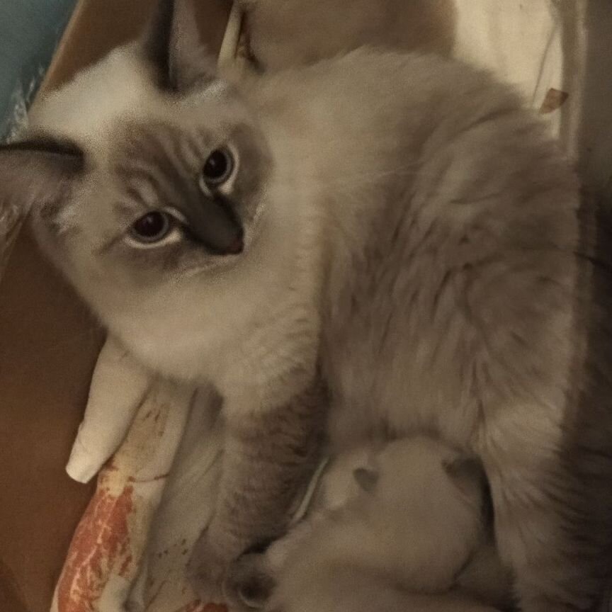 Котята