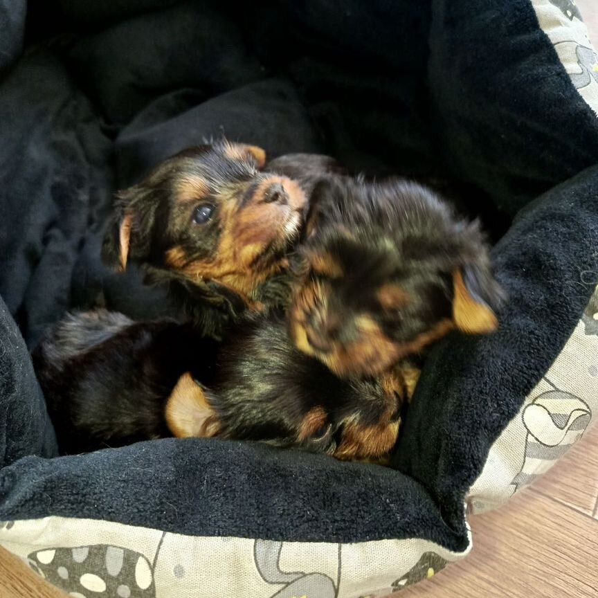 Йоркширский терьер, щенок