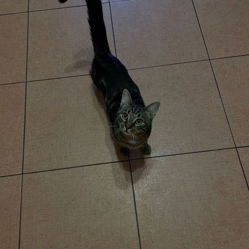 Котята в добрые руки приучены к лотку