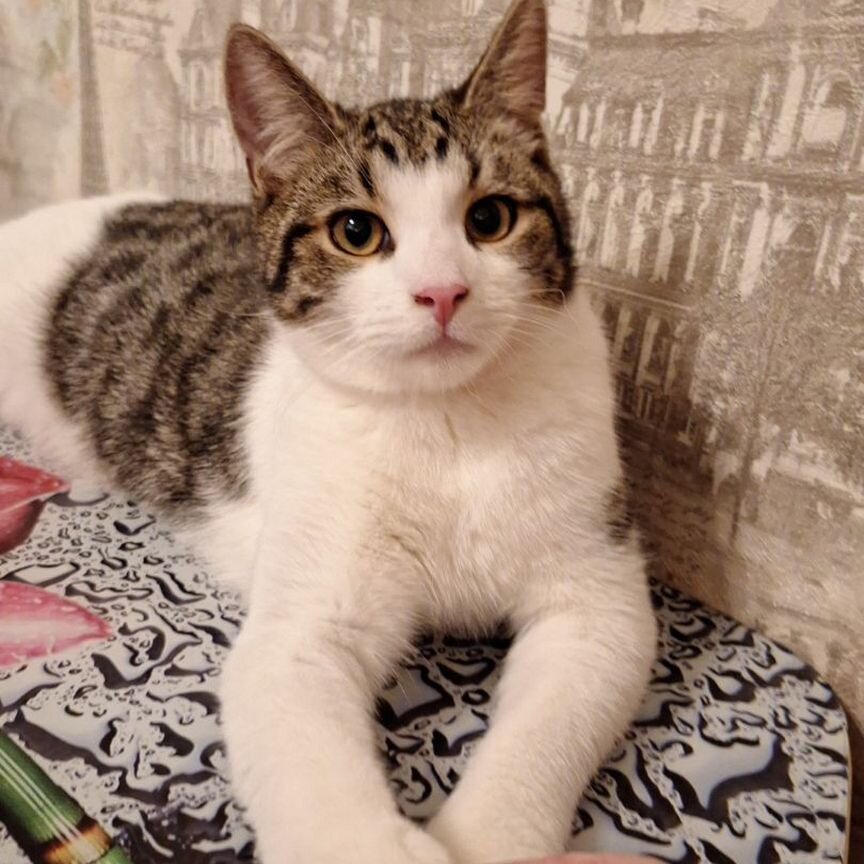 Котослоник малышок с янтарными глазками