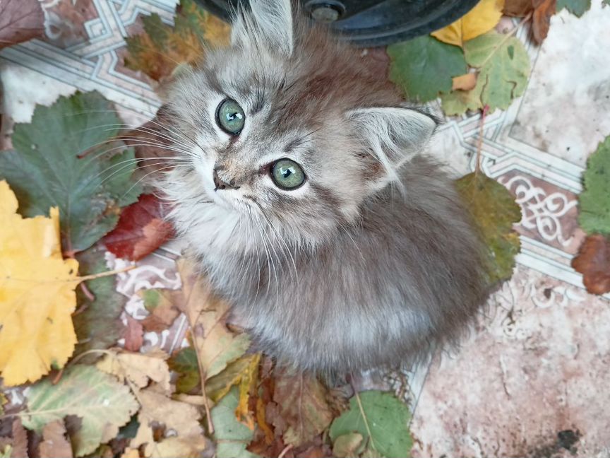 Кошка
