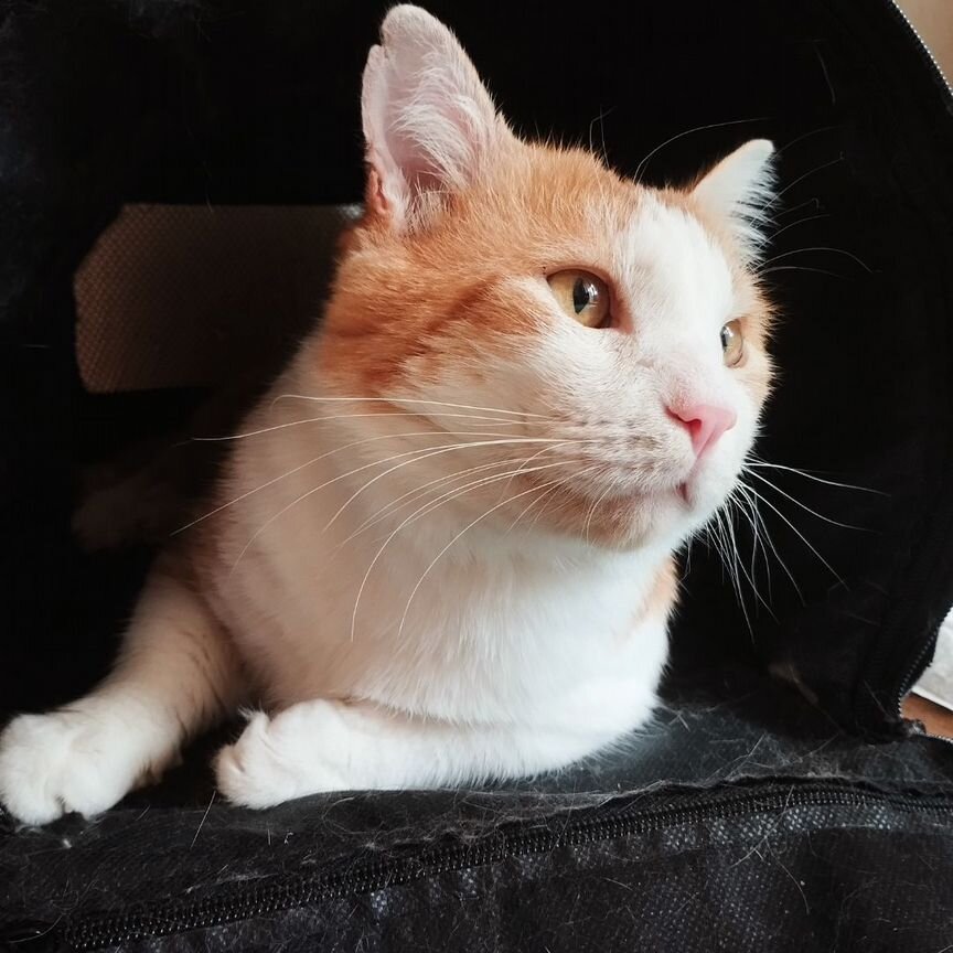 Кот Эмиль ищет дом