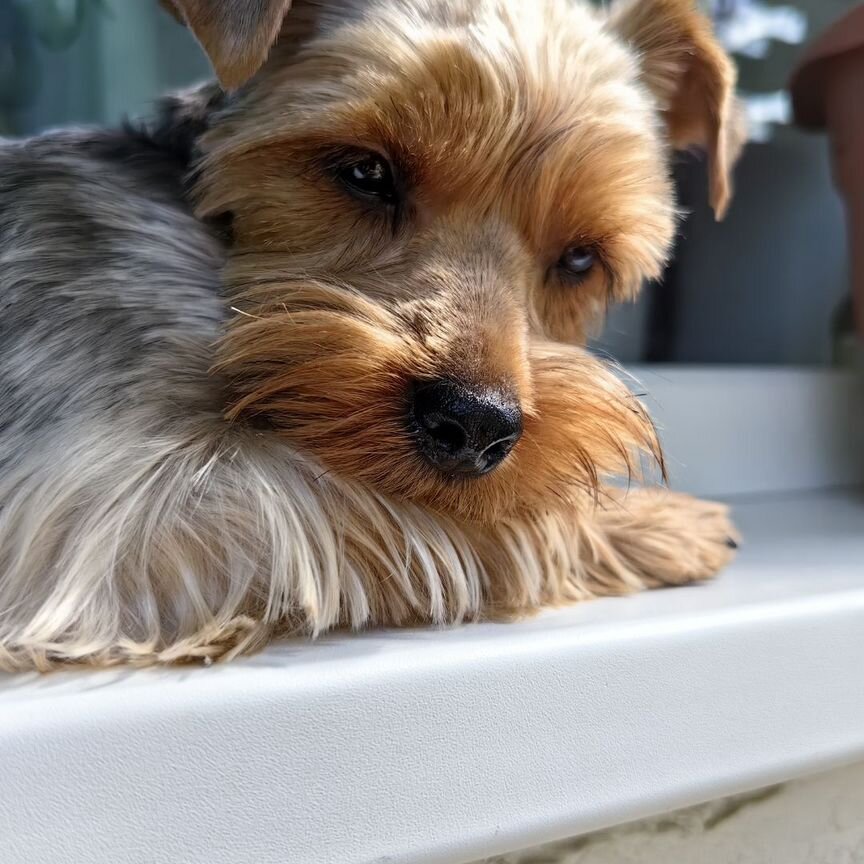 Йоркширский терьер