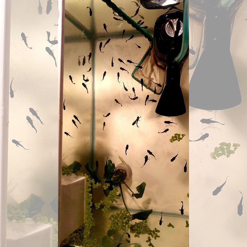 Моллинезия черная (оптом)