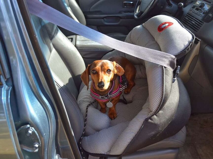 PupSaver автокресло,лежанка для животных