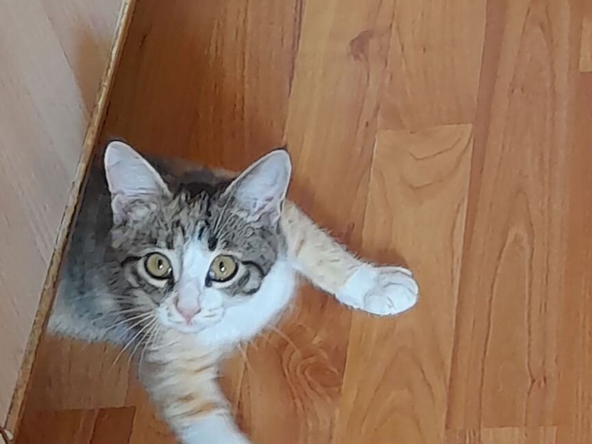 Отдам кошечку трехцветную 4 месяца