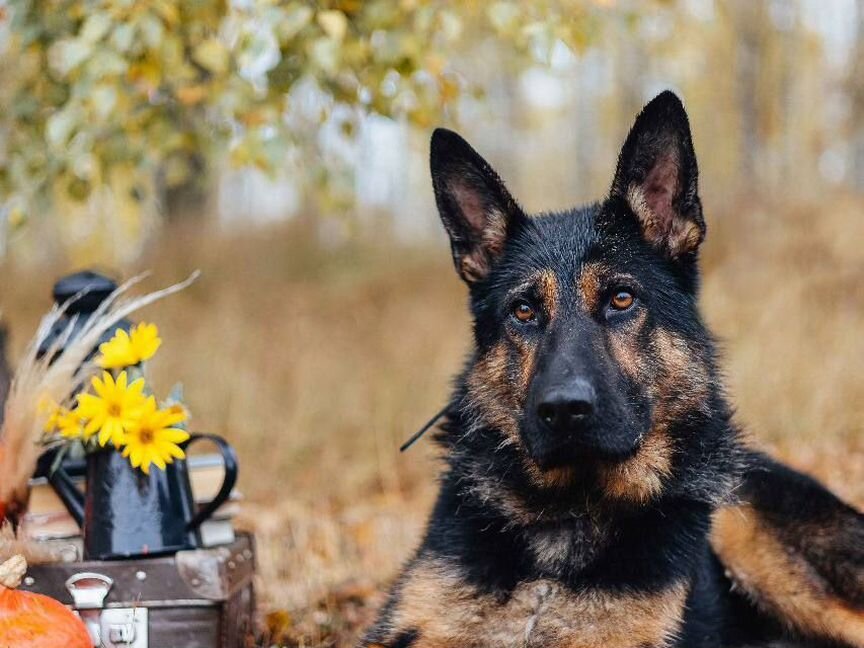 Красавец Покер из приюта в ответственные руки