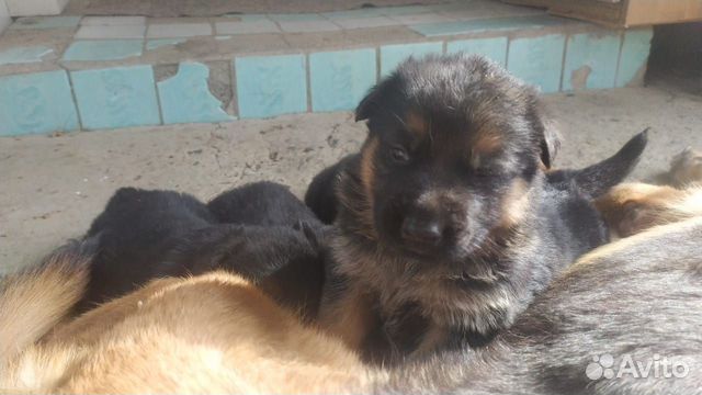 Щенок немецкой овчарки