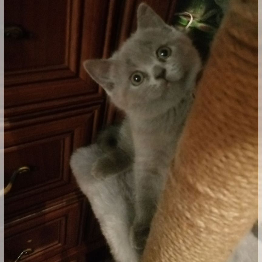 Британские голубые котята