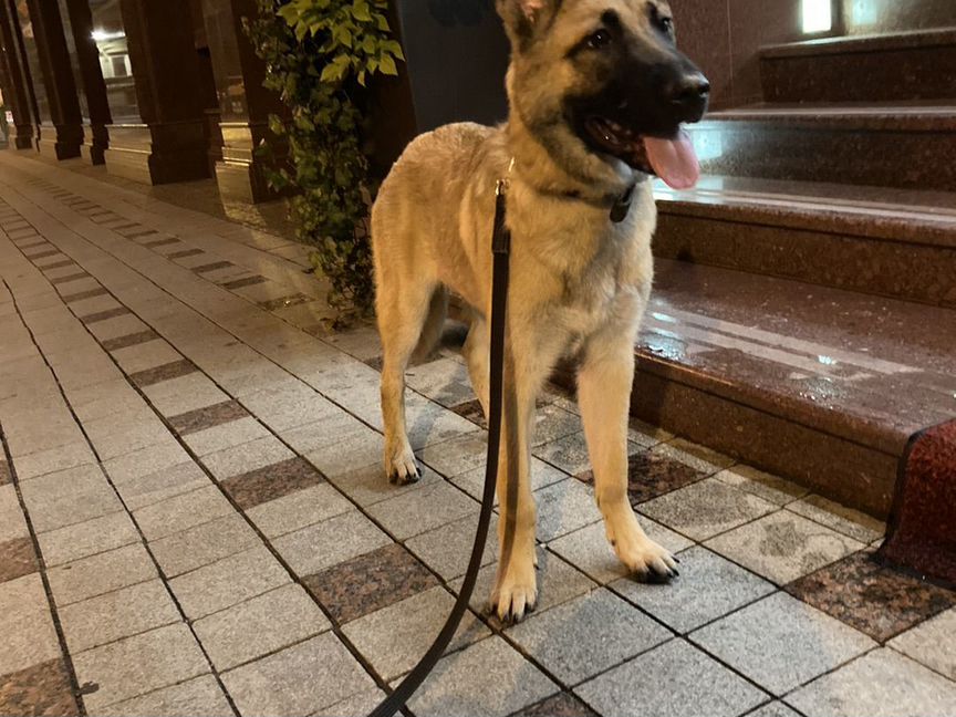 Бельгийская овчарка, близкий метис