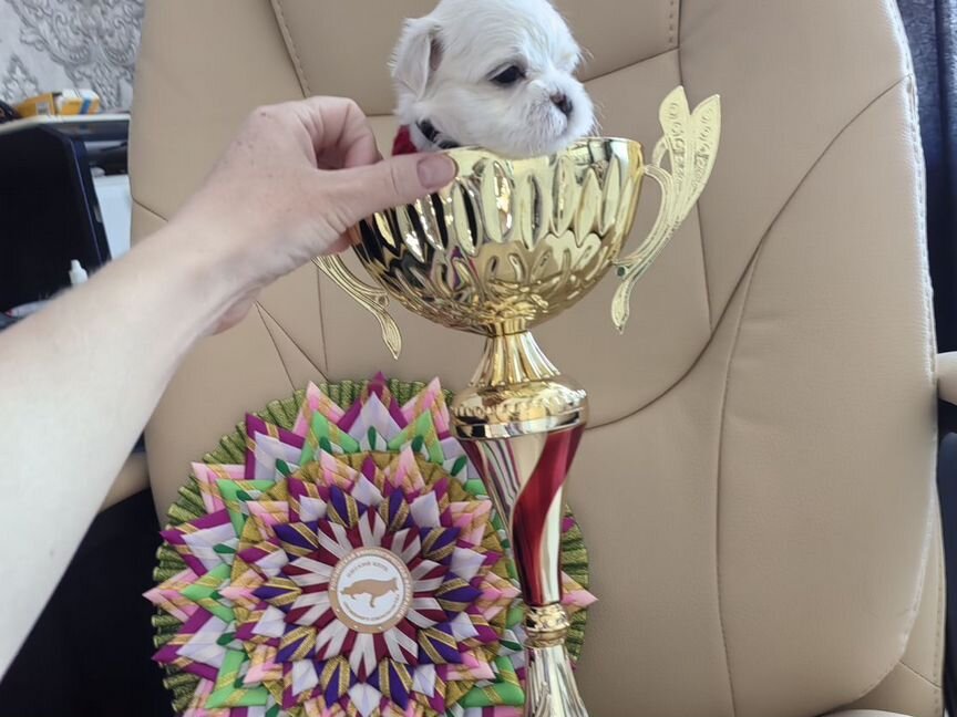 Мини мальчик мальтезе