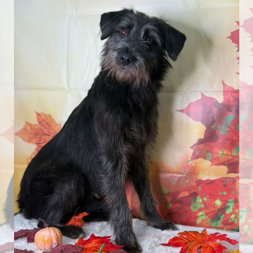 Взрослый пёс в добрые руки