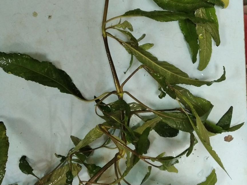 Лимонник пистия и ричия