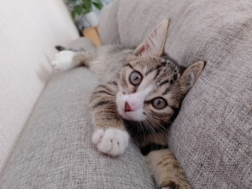 Котёнок чёрненький в полосочку с белой грудкой