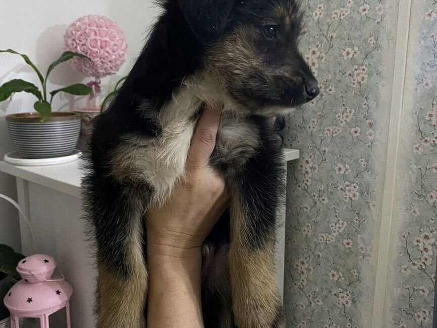 Щенок в добрые руки бесплатно