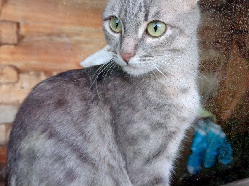 Кошка мышеловка