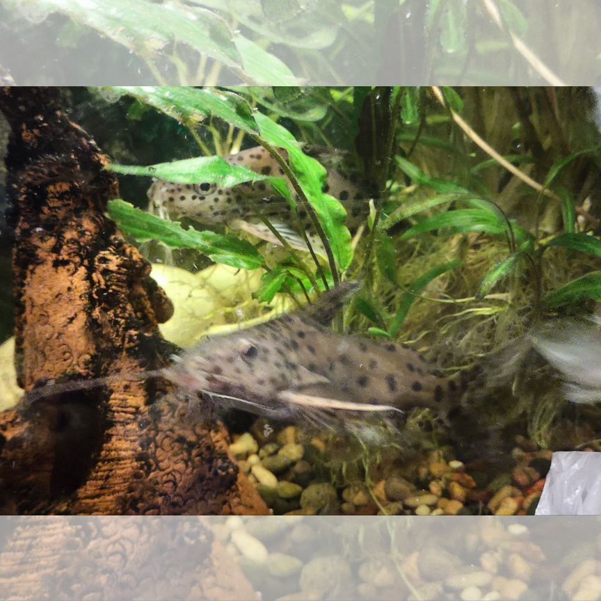 Анциструс сом кукушка