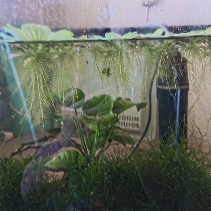 Аквариумные растения