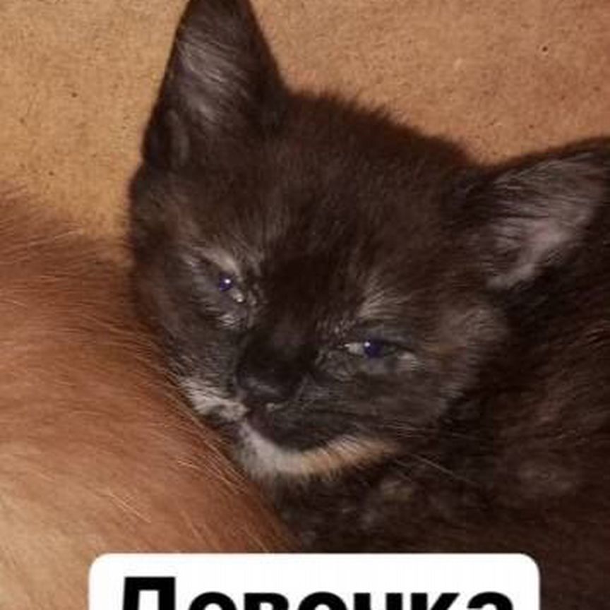 Котятки в добрые руки