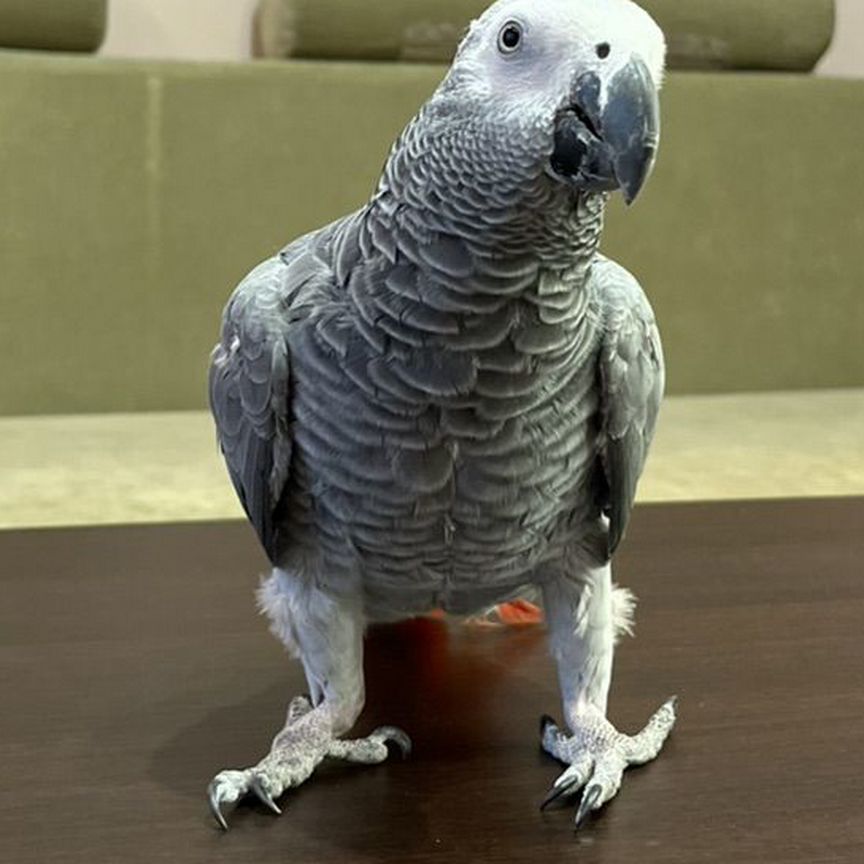 Ручной говорящий попугай
