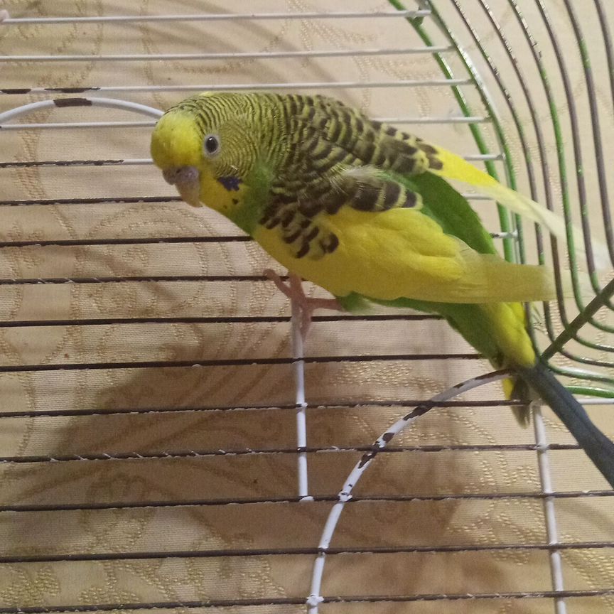 Волнистый попугай