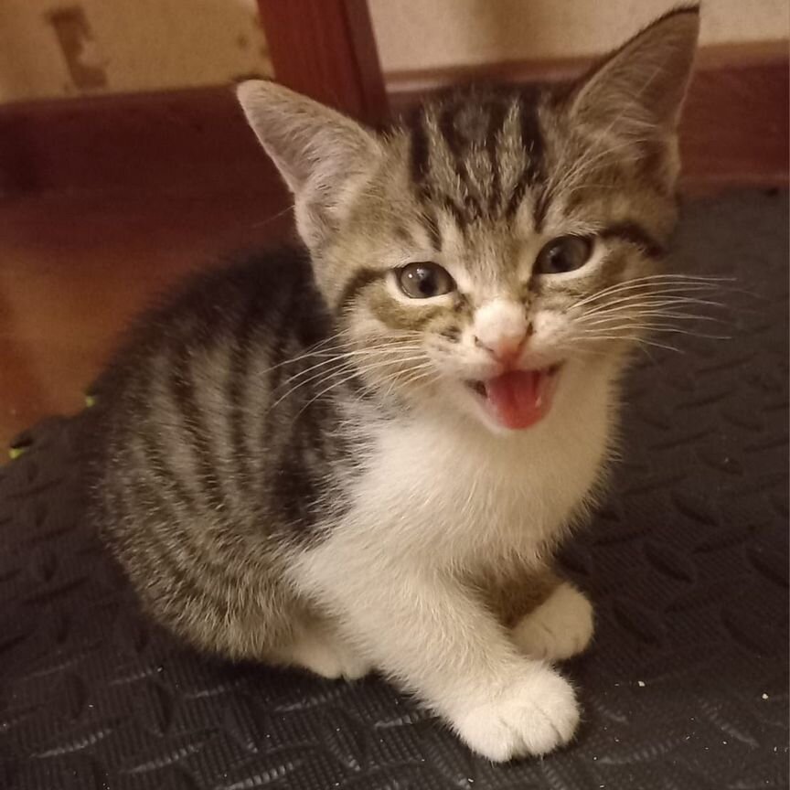 Трехцветный котенок девочка