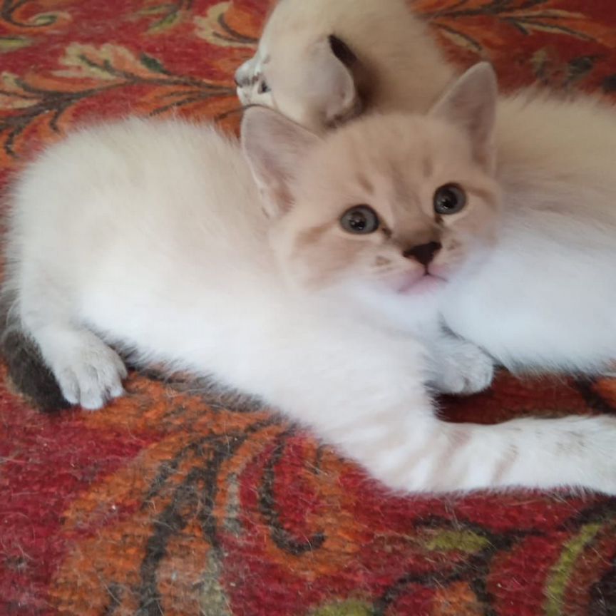 Сиамские котята