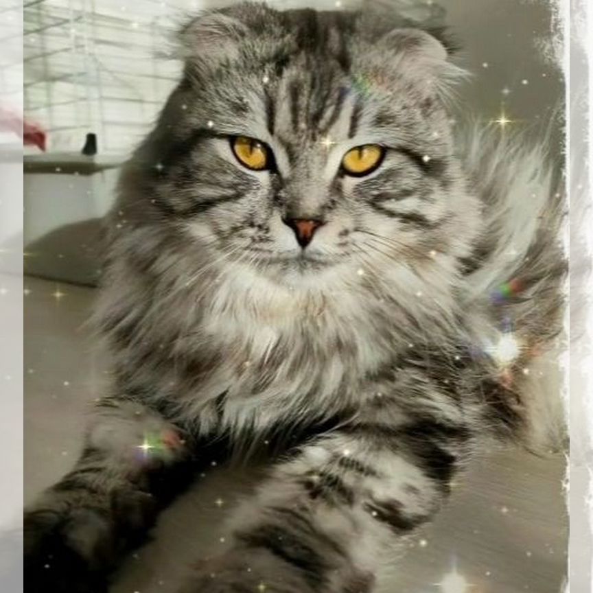 Шотландский вислоухий длинношёрстный, взрослый кот