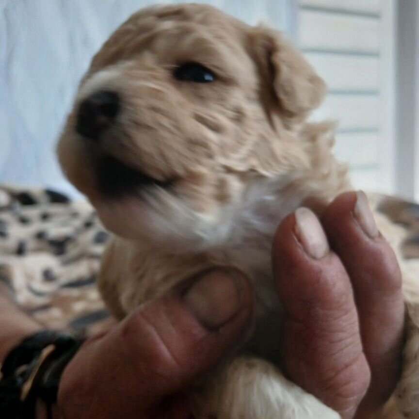 Мальтипу, щенок