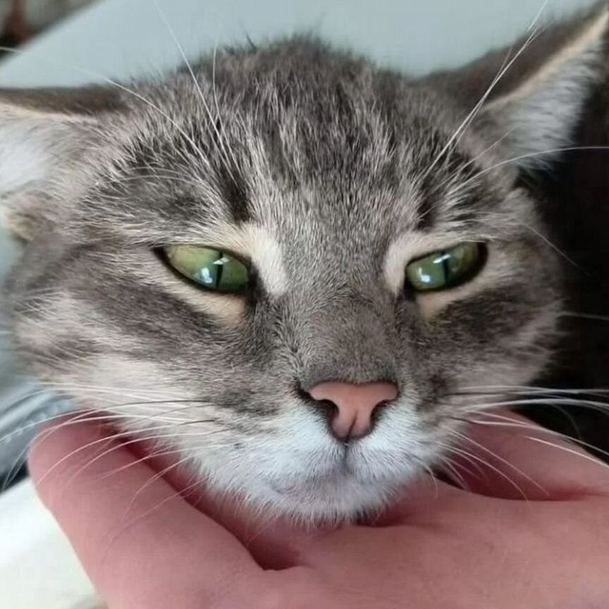 20 кошек потеряли хозяина