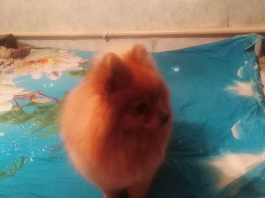 Породистый шпиц для вязки ищет невесту