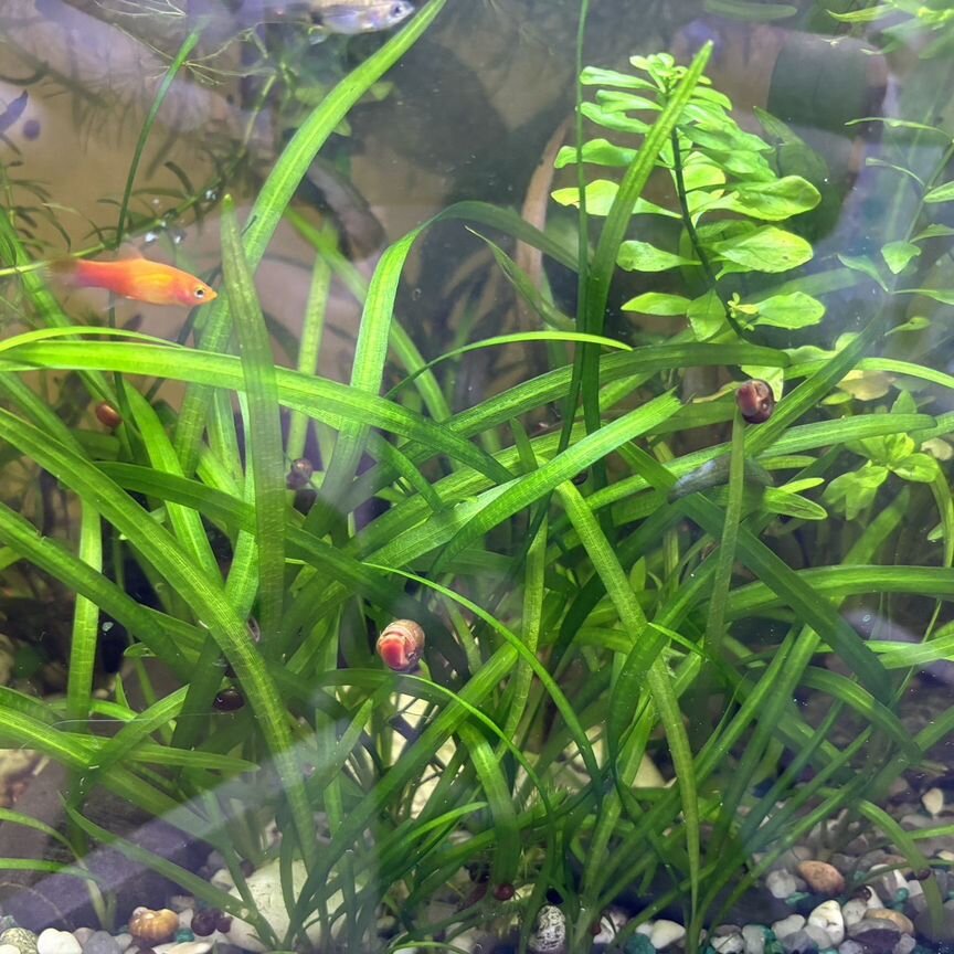 Аквариумные растения