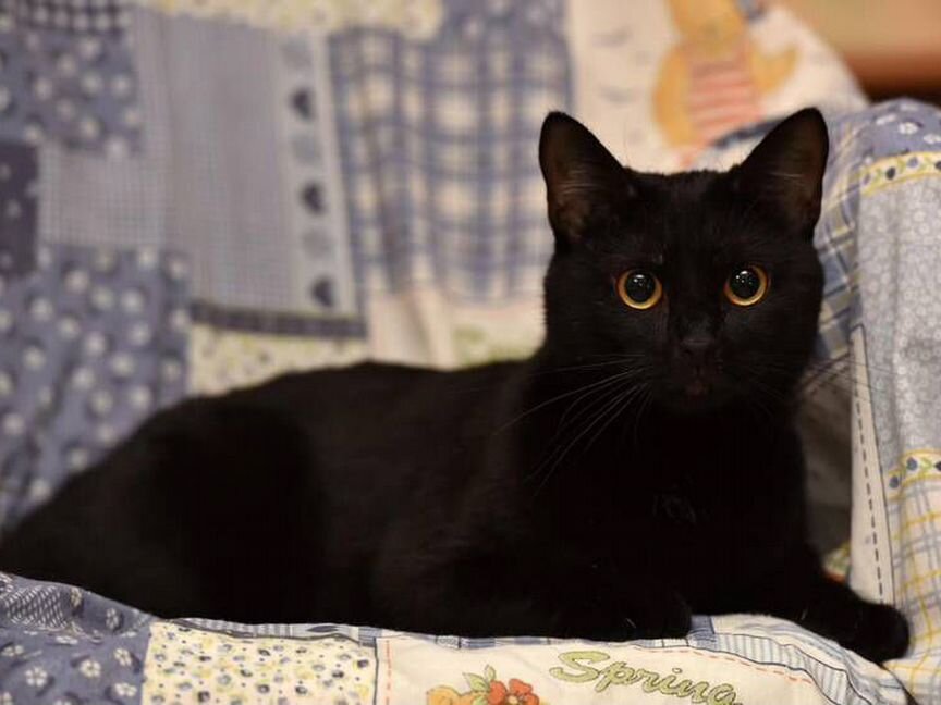 Кошка