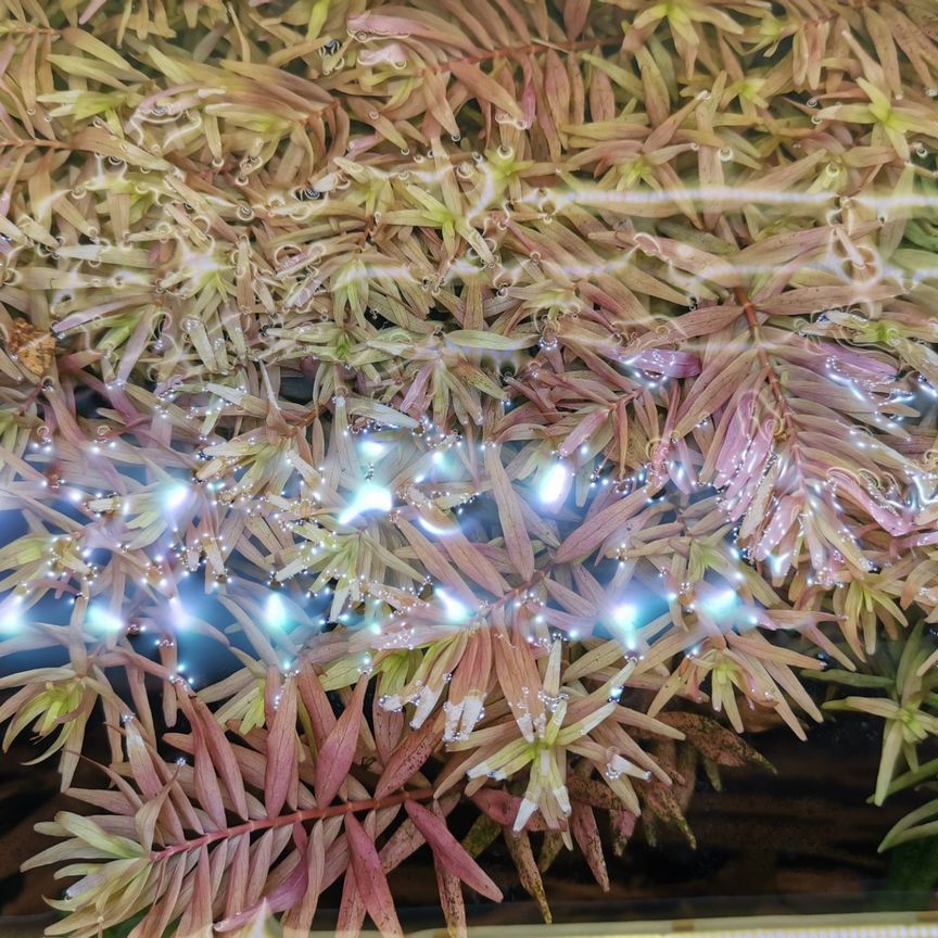 Ротала Индика прополка