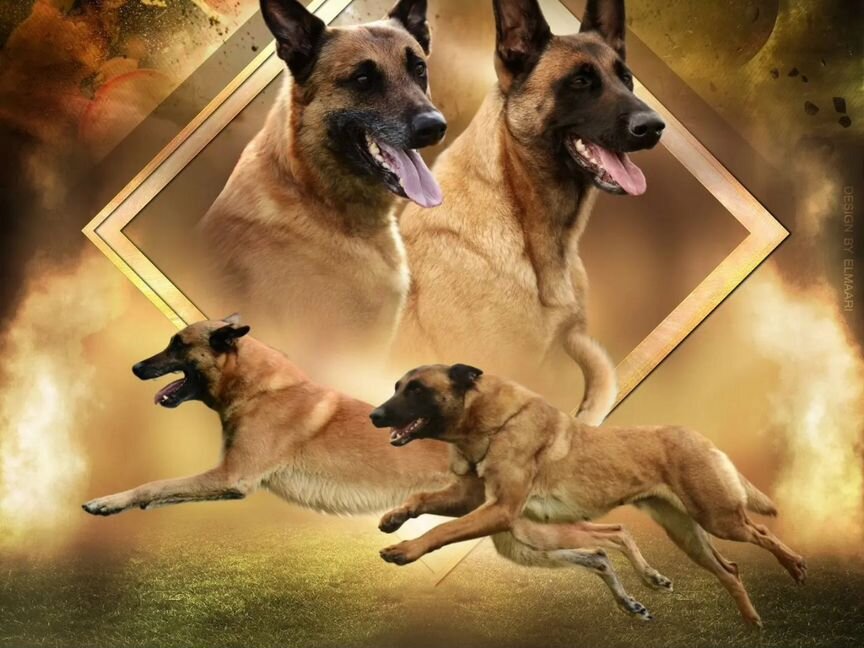 Бельгийская овчарка малинуа