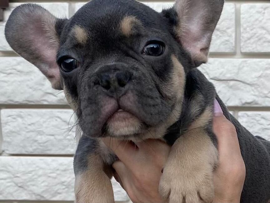 Маленький крепыш французского бульдога