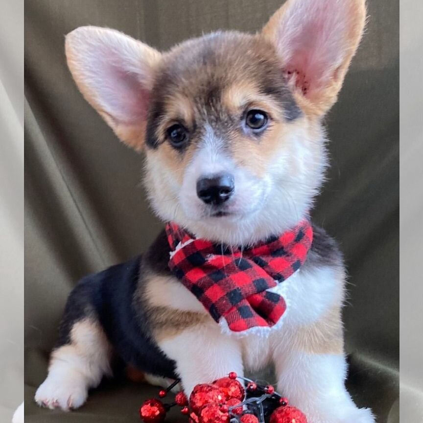 Джек-рассел-терьер, щенок