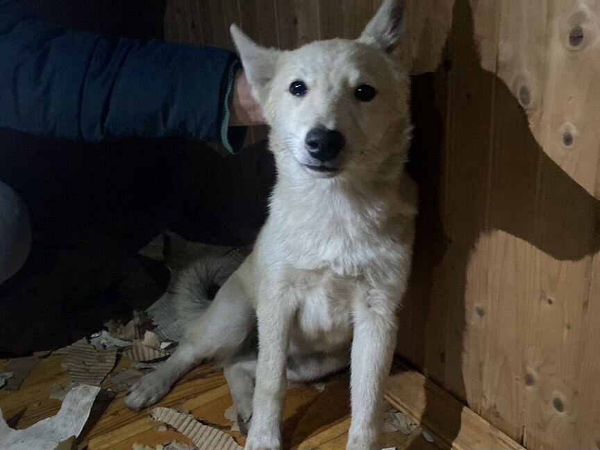 Щенок подросток