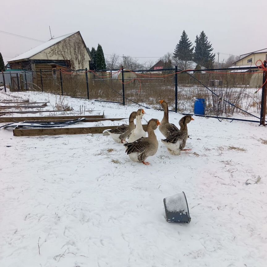 Холмогорские гуси
