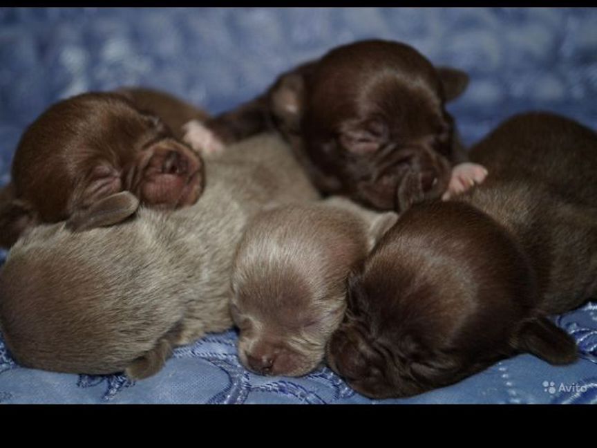 Чихуахуа малыши мини девочки